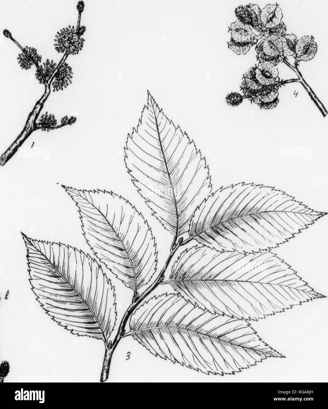 Slippery elm tree hi-res stock photography and images - Alamy
