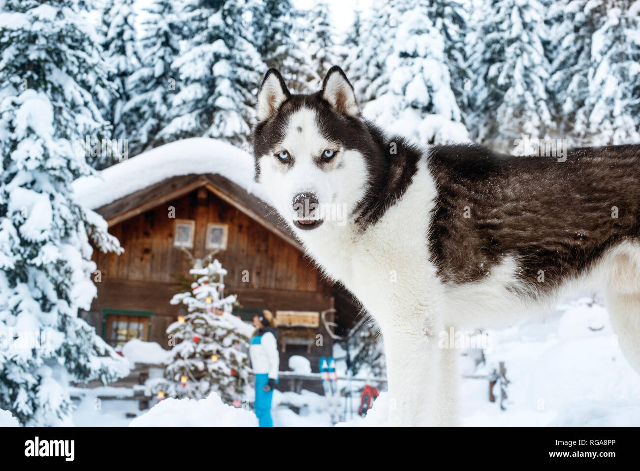 Austria, Altenmarkt-Zauchensee, dog in snow with woman at hut in ...