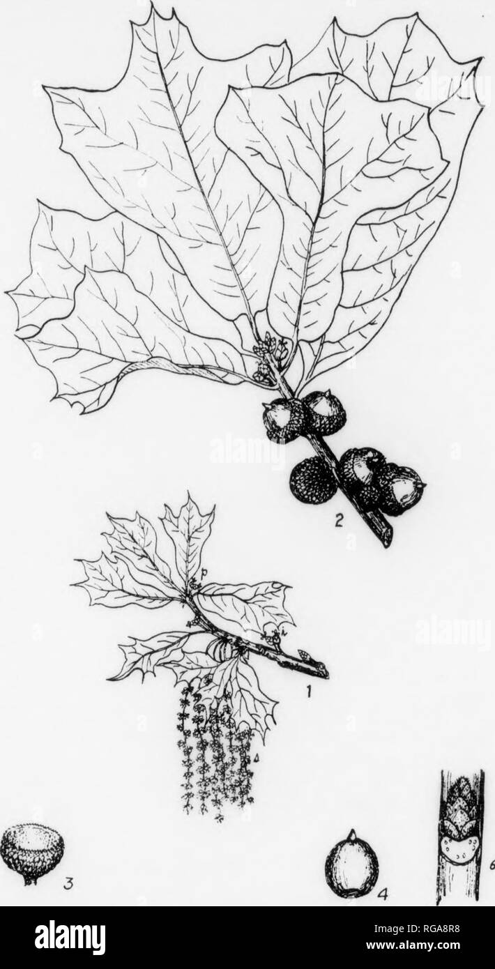 Oak tree with spreading crown hi-res stock photography and images - Alamy