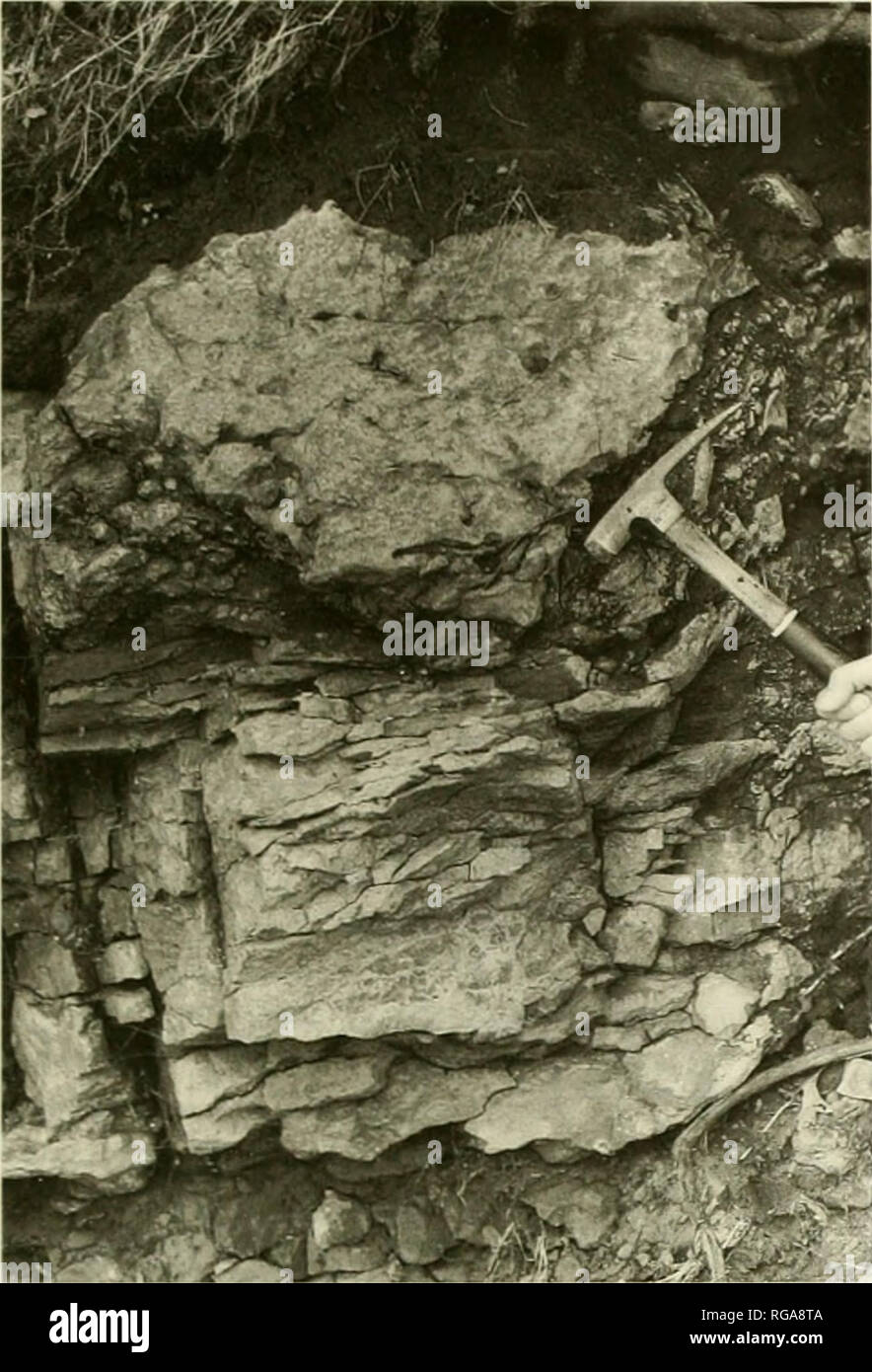 Biostrome hi-res stock photography and images - Alamy