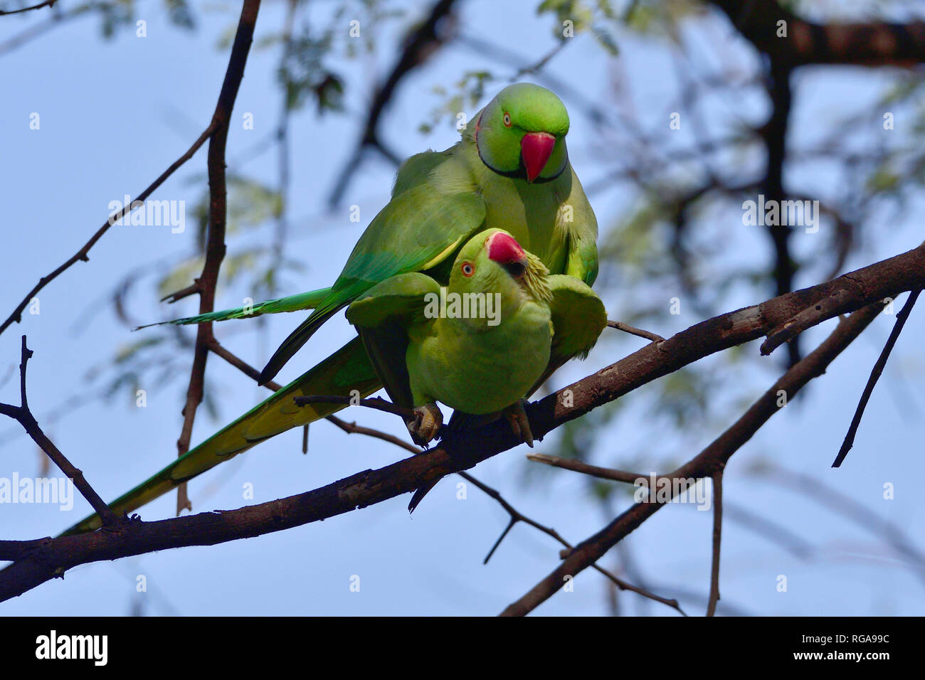 Parakeetmeeting hi-res stock photography and images - Alamy