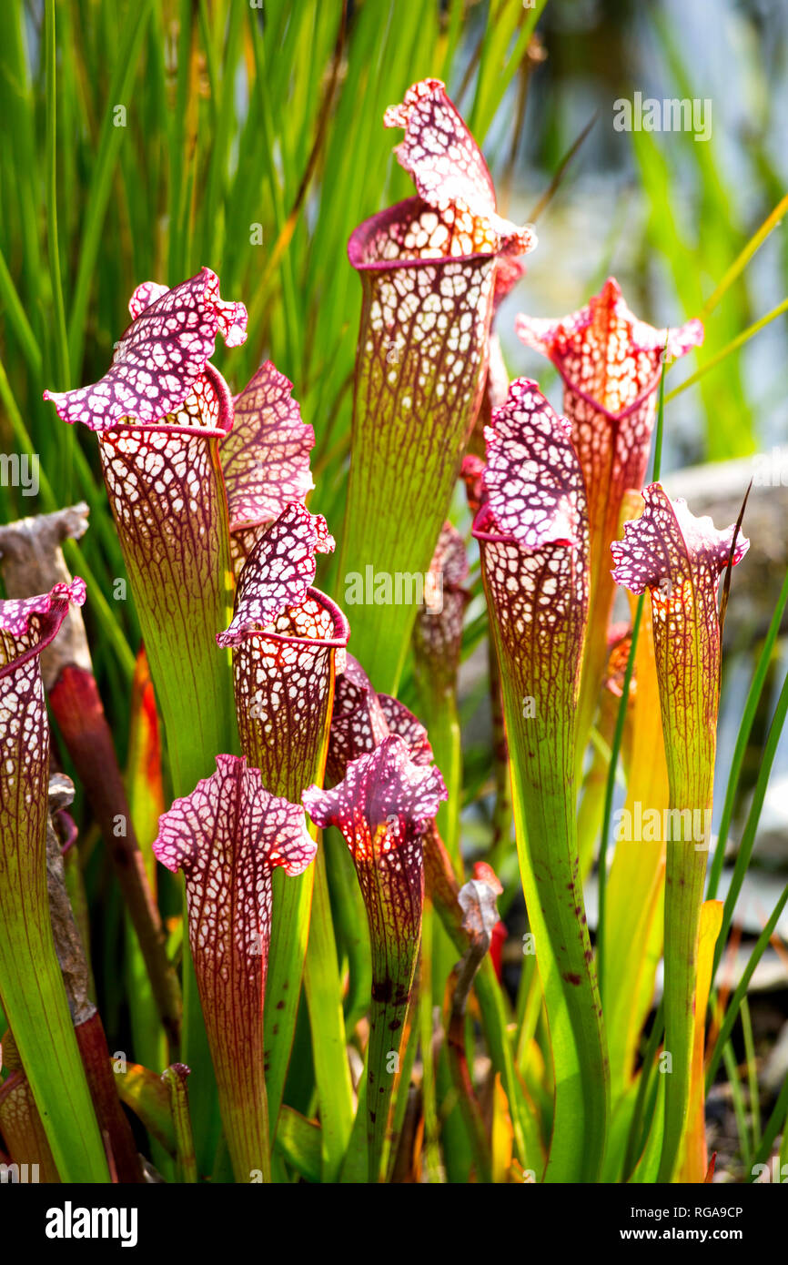 Pitcher plants hi-res stock photography and images - Alamy
