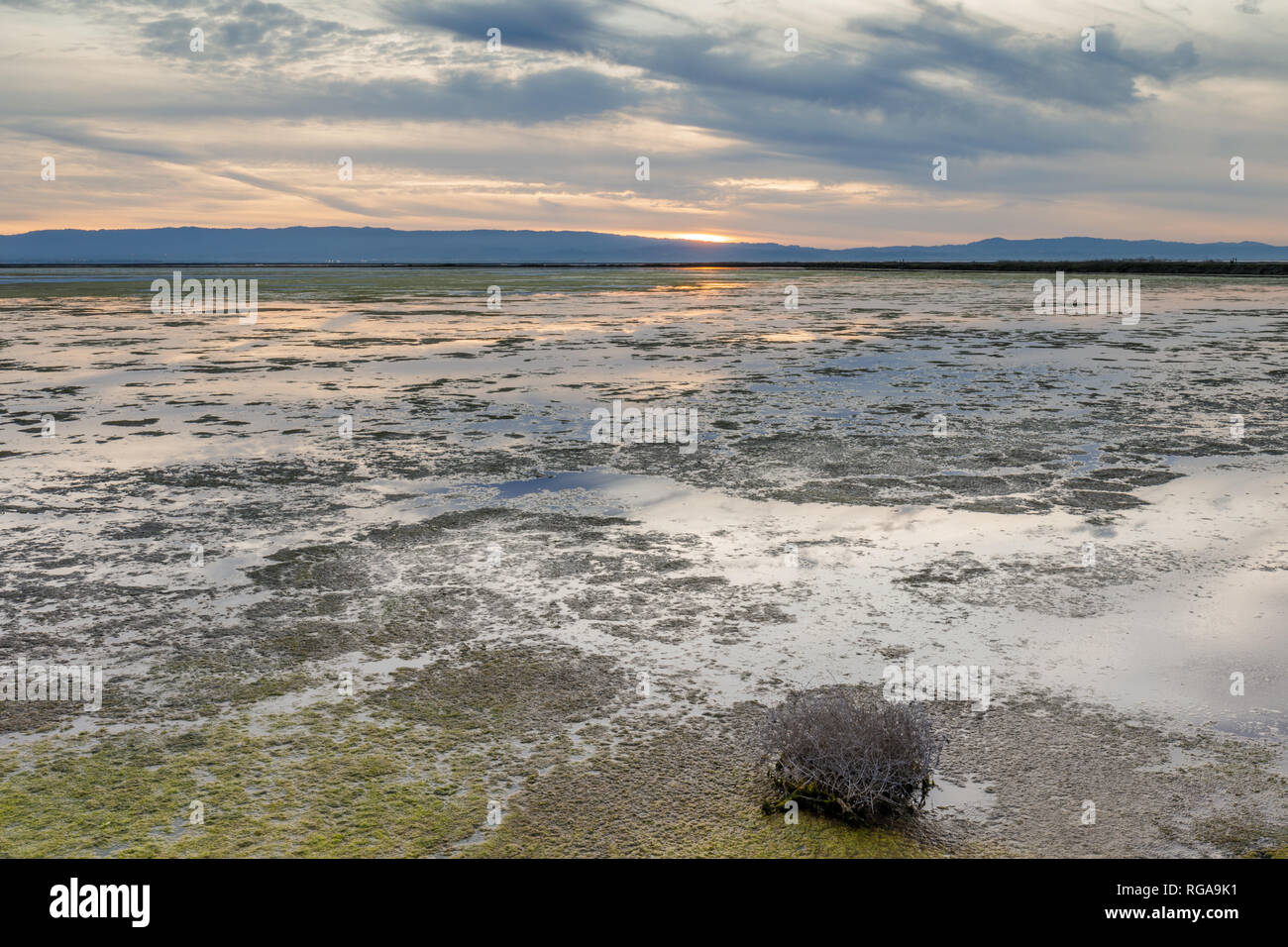 Wetlands salt ponds hi-res stock photography and images - Alamy