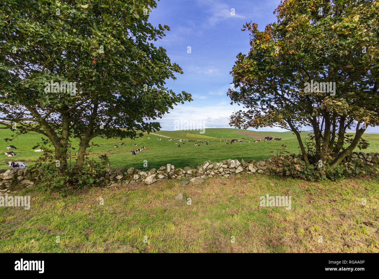 Cattle in a green pasture located in Dumfries and Galloway, Scotland ...
