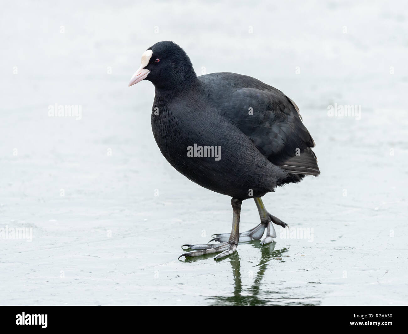Frozen Chicken Feet High Resolution Stock Photography and Images - Alamy