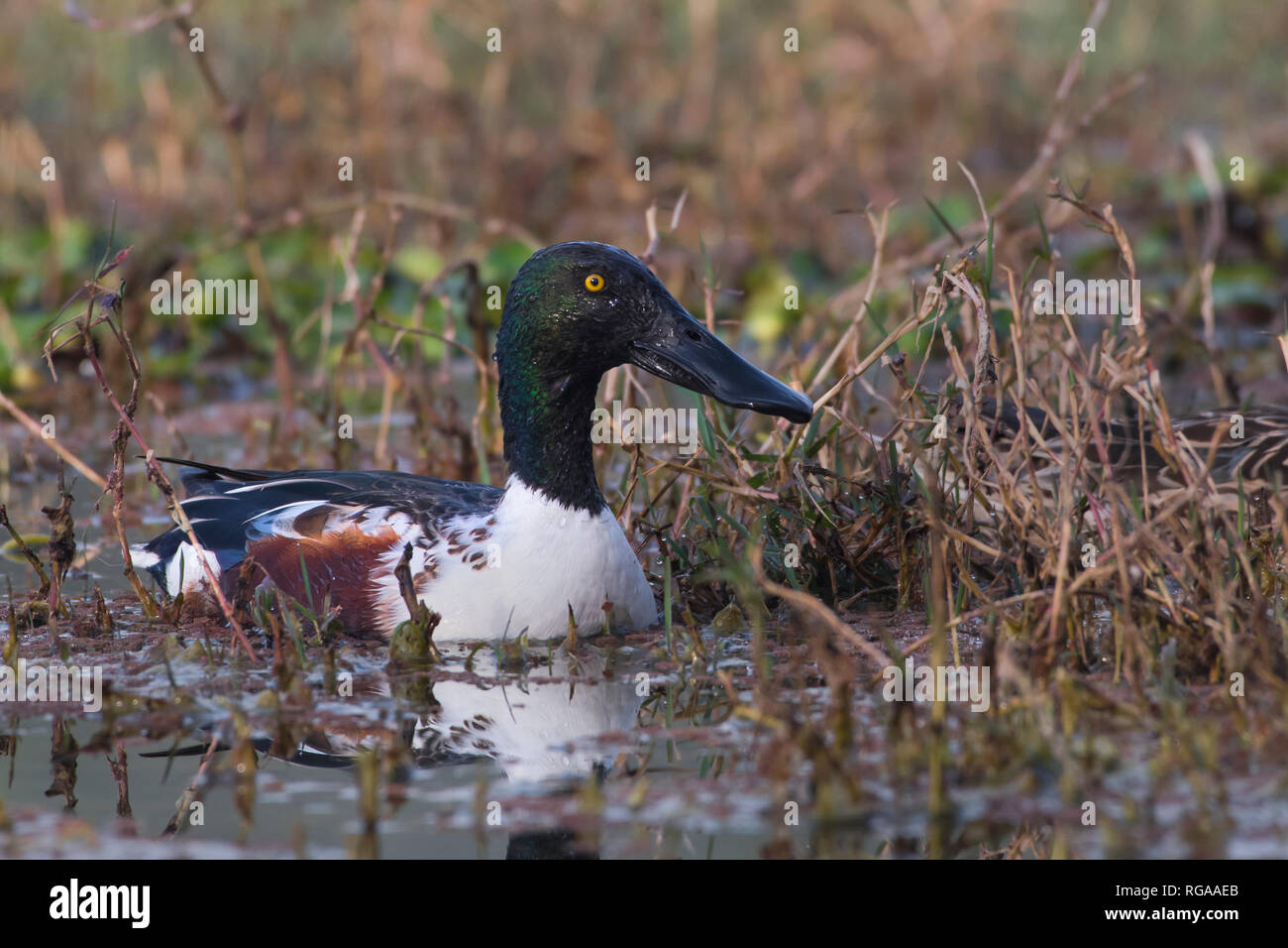 Indianwildlife hi-res stock photography and images - Alamy