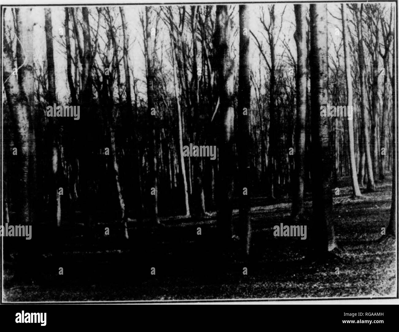 Beech tr Black and White Stock Photos & Images - Alamy