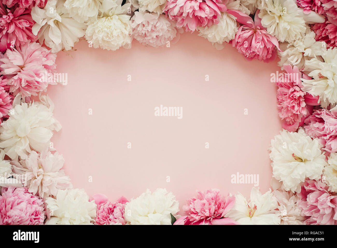 Stylish peonies flat lay. Pink and white peonies frame on pastel pink ...