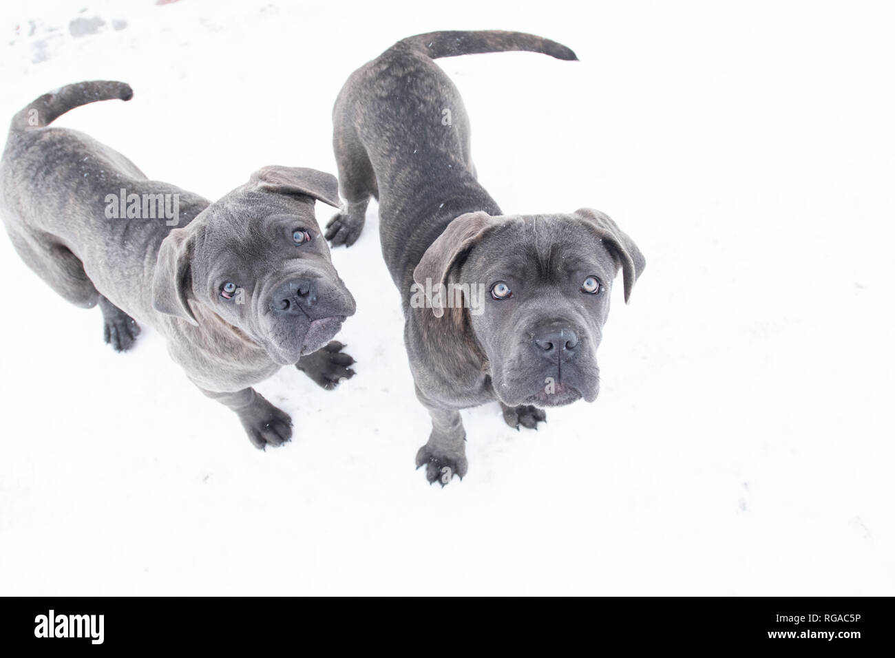 Two cute cane corso six month puppies in winter snow outdoor from top ...