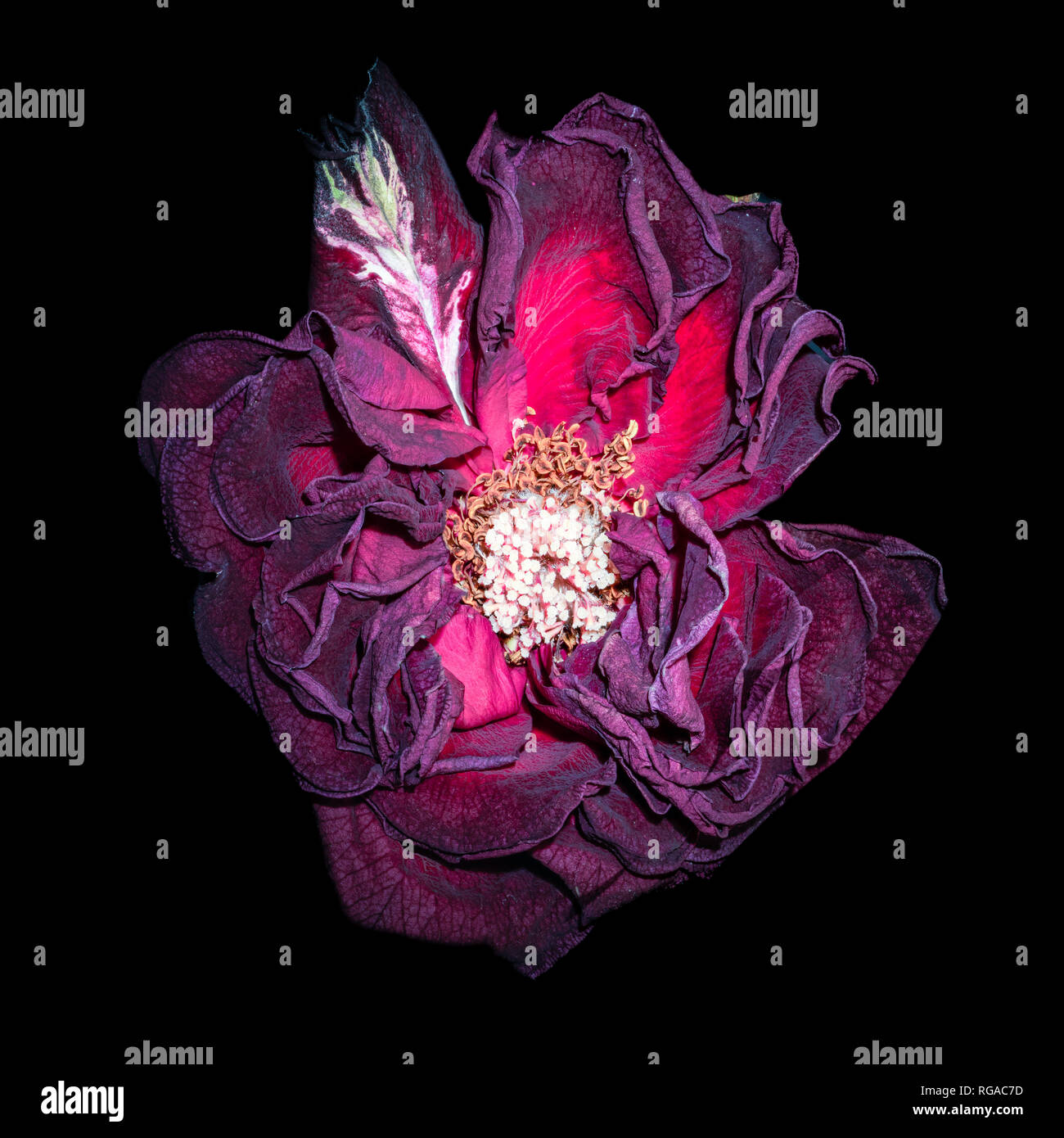 Fine art still life floral close up macro of an aged lush violet purple ...