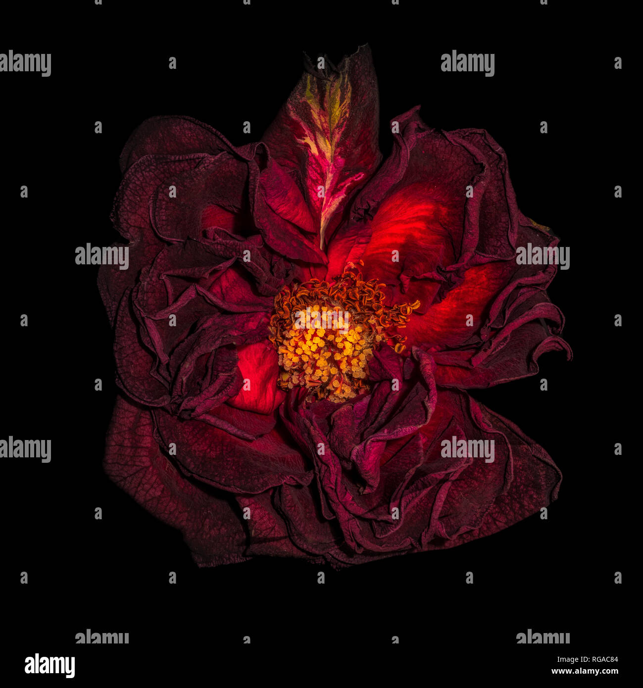 Fine art still life floral close up macro of an aged lush purple dark ...