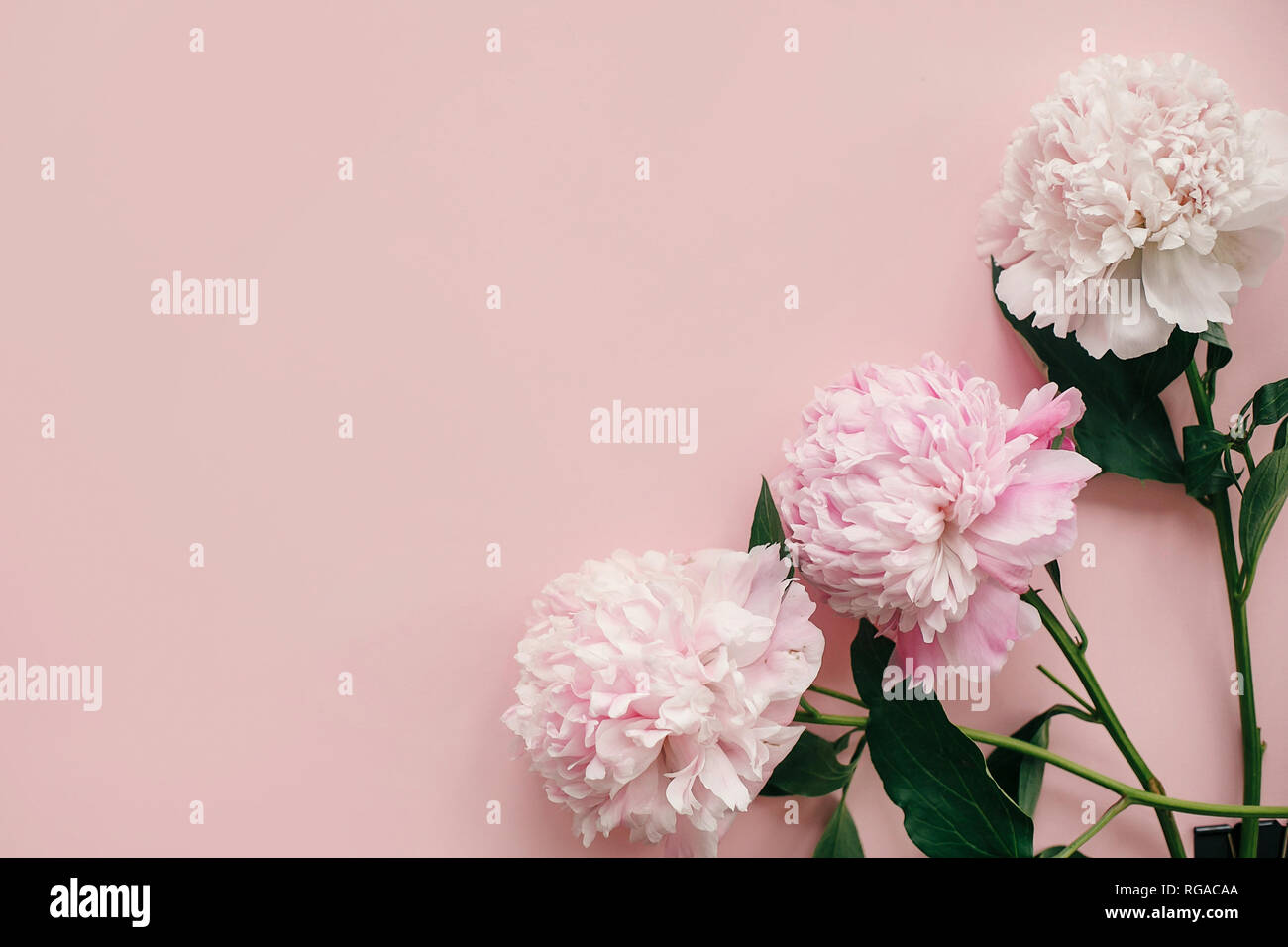 Stylish peonies flat lay. Pink and white peonies border on pastel pink ...