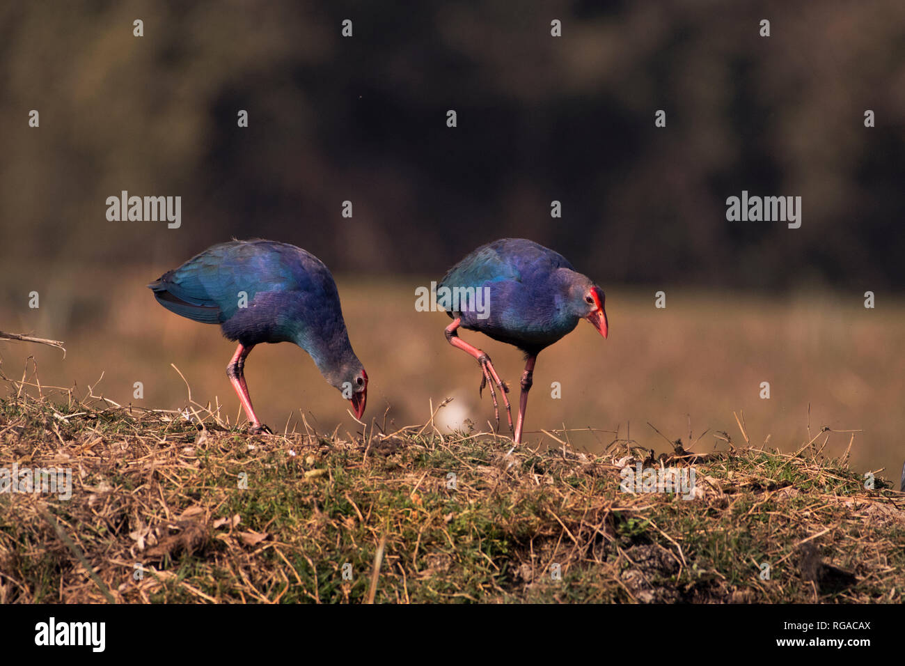 Purpleswamphen hi-res stock photography and images - Alamy