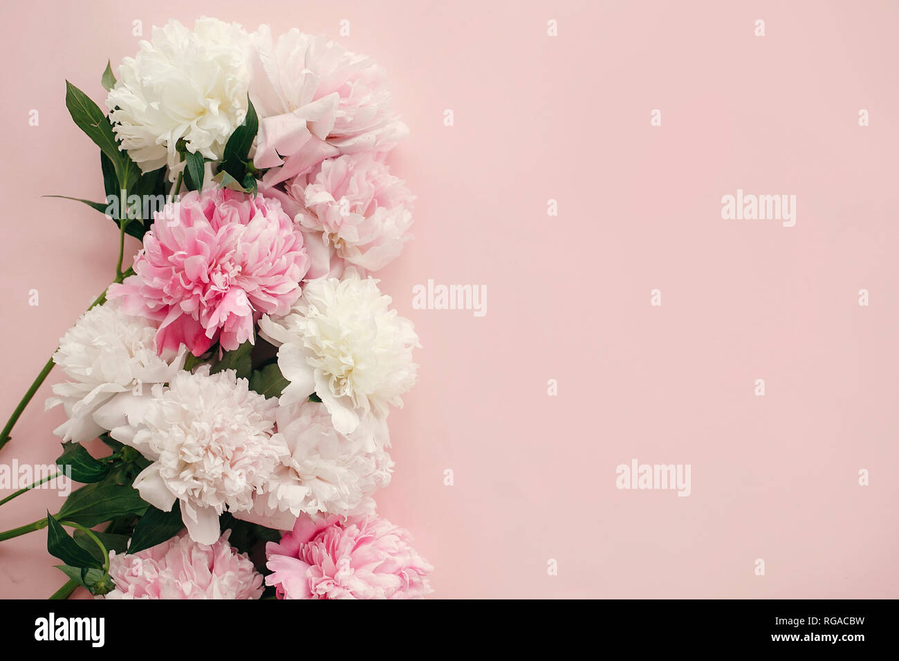 Stylish peonies flat lay. Pink and white peonies border on pastel pink ...