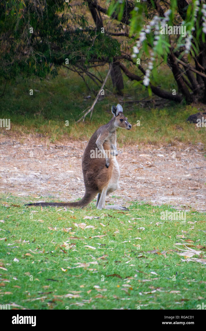 Kangaroo standing tall hi-res stock photography and images - Alamy