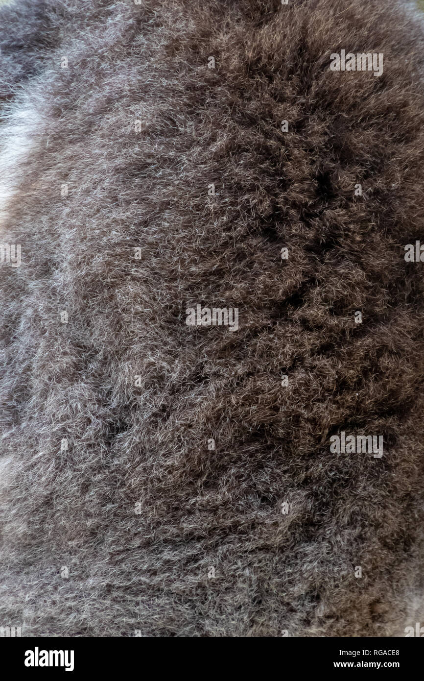 Fur on the back of koala bear in Western Australia Stock Photo - Alamy