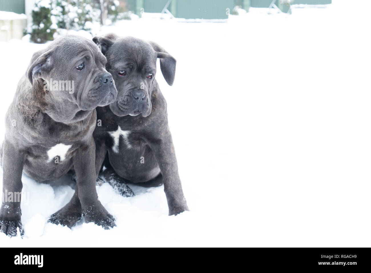Two cute cane corso six month puppies in winter snow outdoor Stock ...