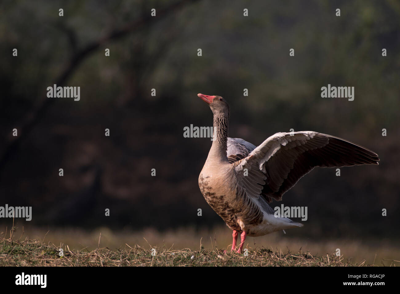 Greaylaggoose hi-res stock photography and images - Alamy