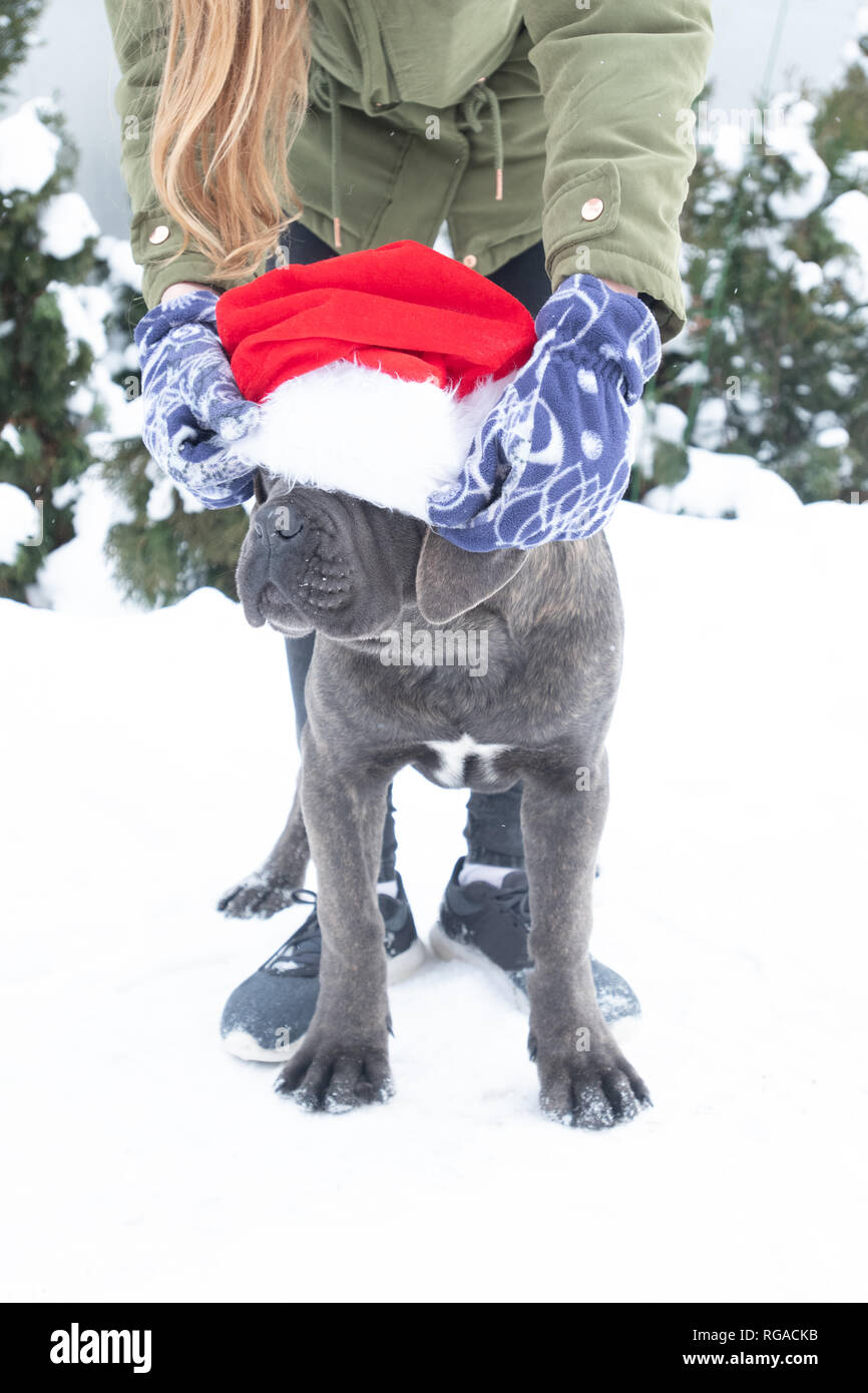 Cute cane corso puppy six month in santa hat outdoor sits winter girl ...