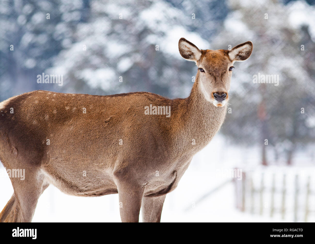 roe deer in winter snow Stock Photo - Alamy