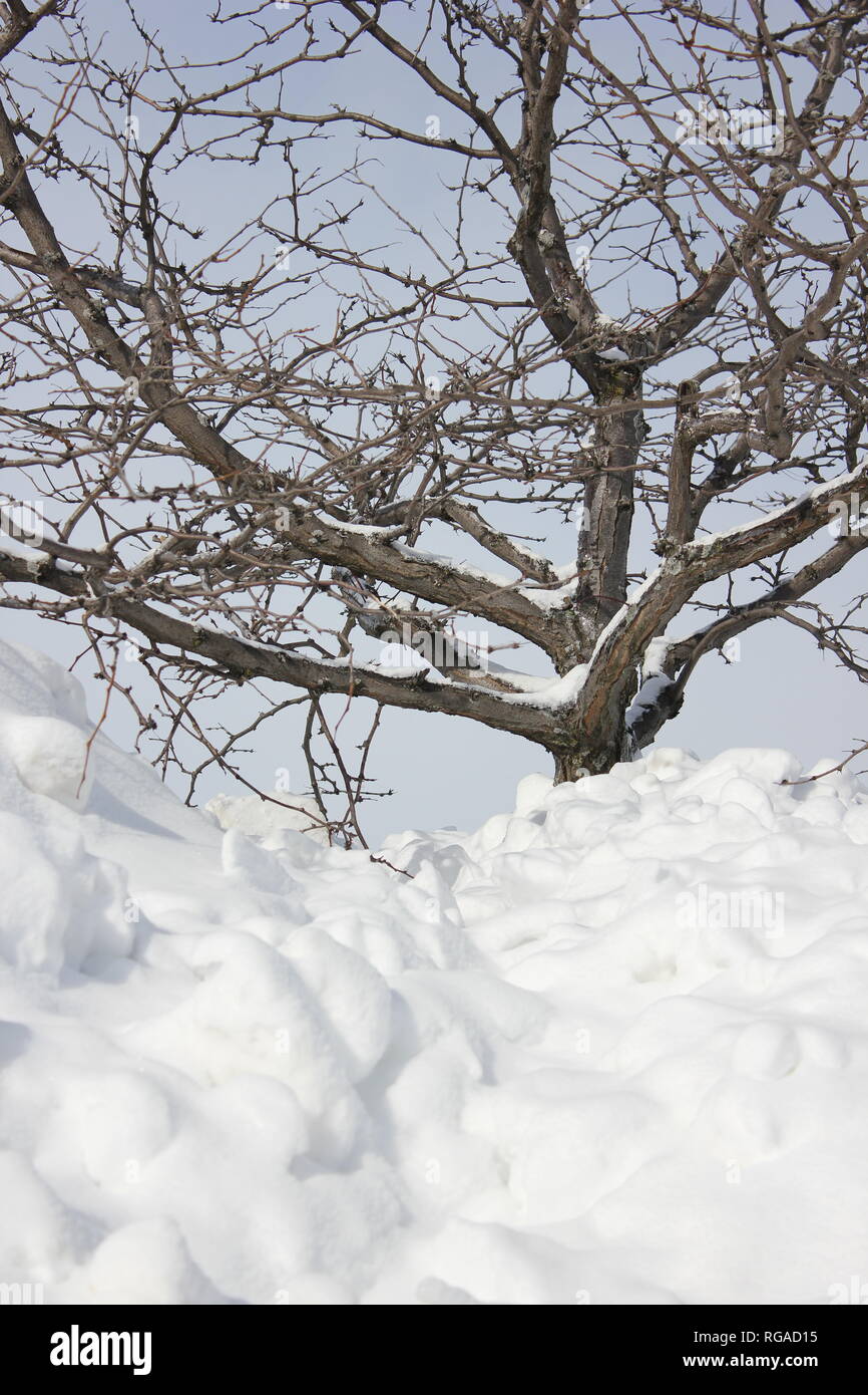 Tree growing on top of a winter weather snow embankment during Chicago ...