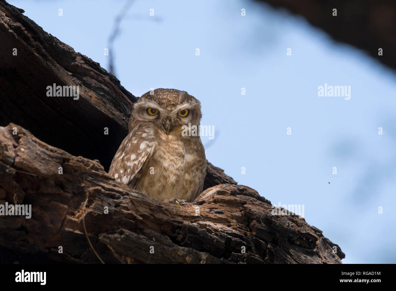 Indian spotted owlet hi-res stock photography and images - Alamy