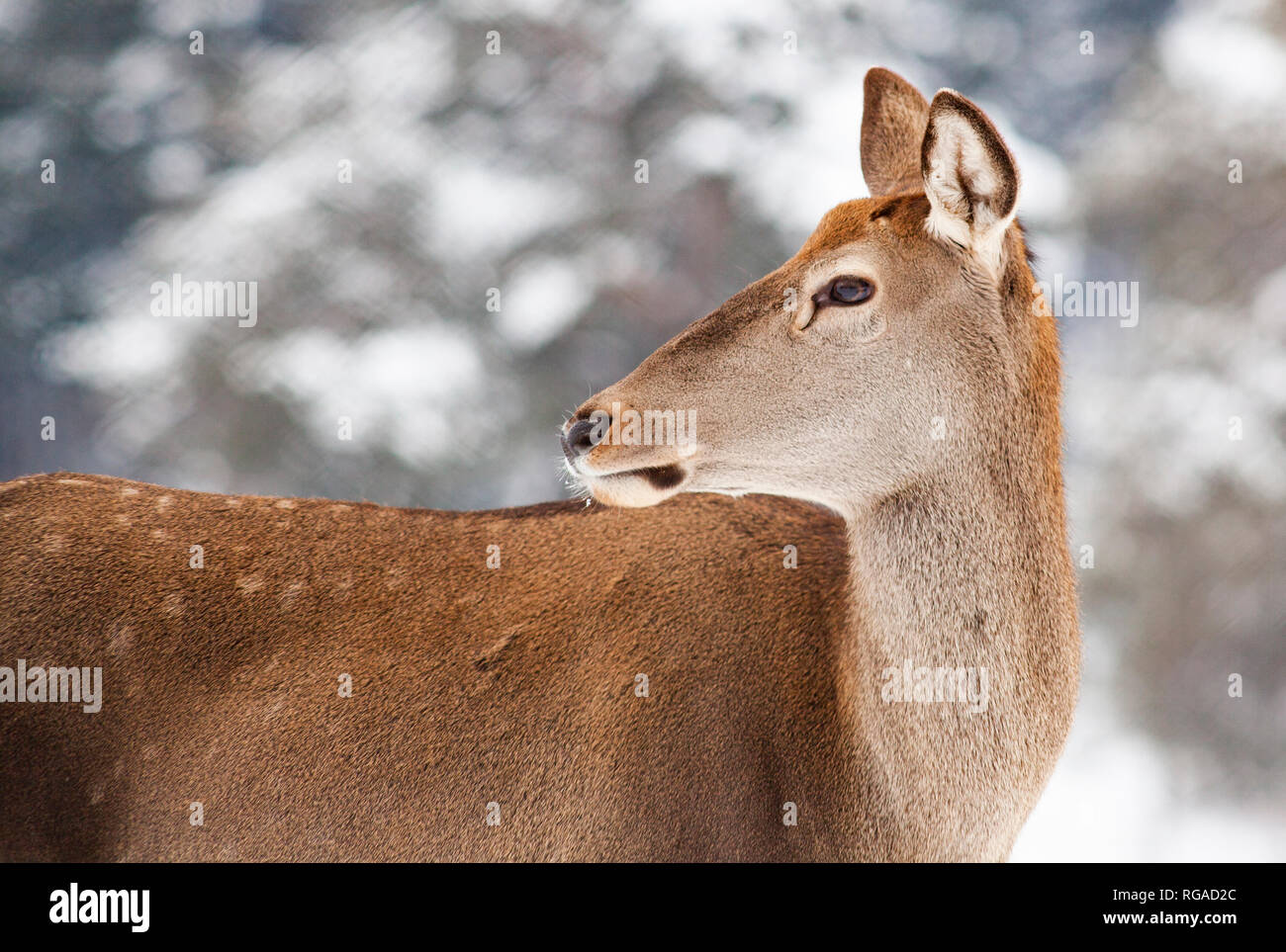 roe deer in winter snow Stock Photo - Alamy