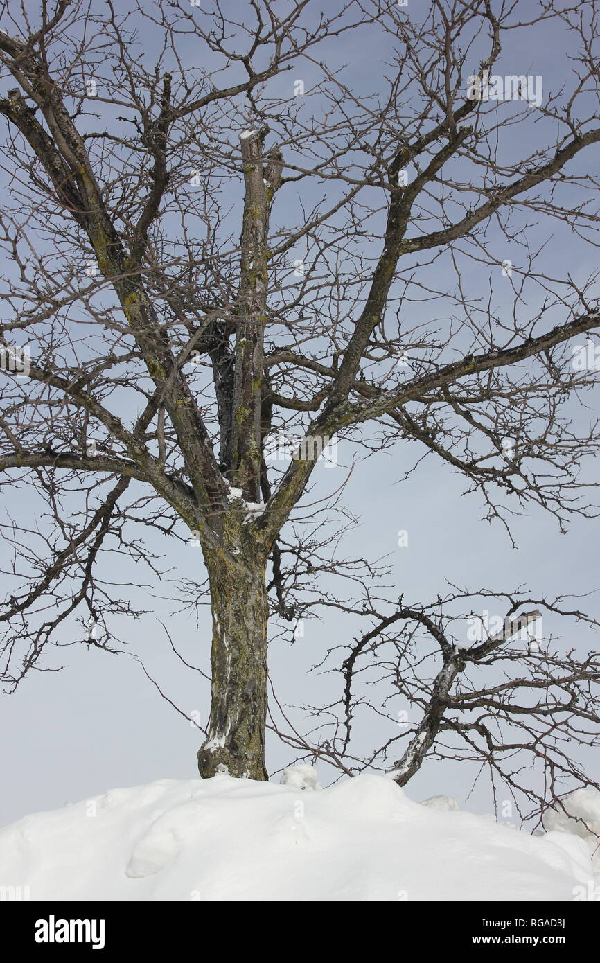 Winter weather snow embankment during Chicago's chiberia #polarvortex ...