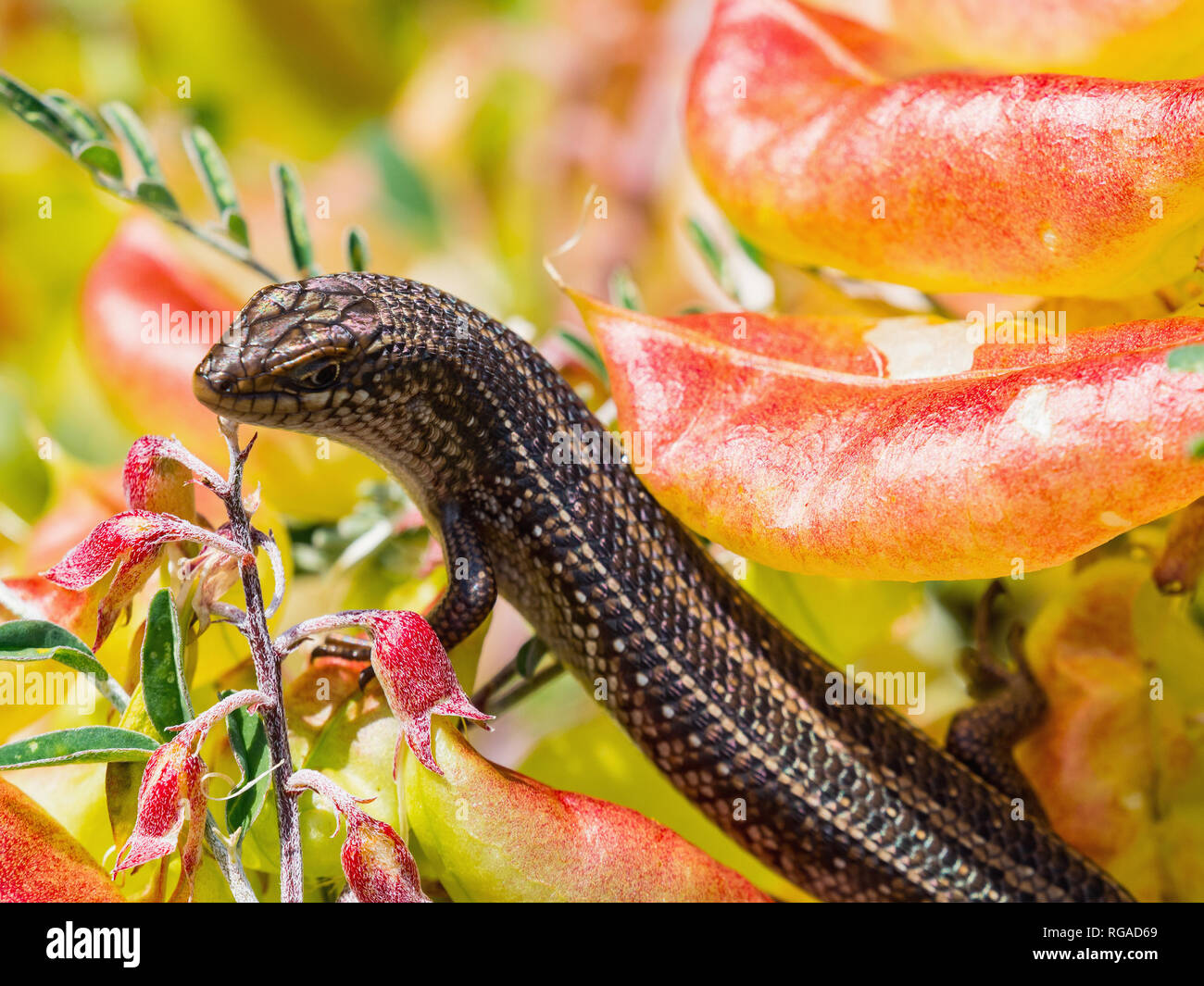Sundevalls Writhing Skink, Lygosoma sundevalli, on the red ftowers ...