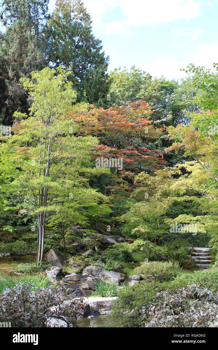 A landscaped Japanes Garden with fall foliage and a stream in Seattle ...