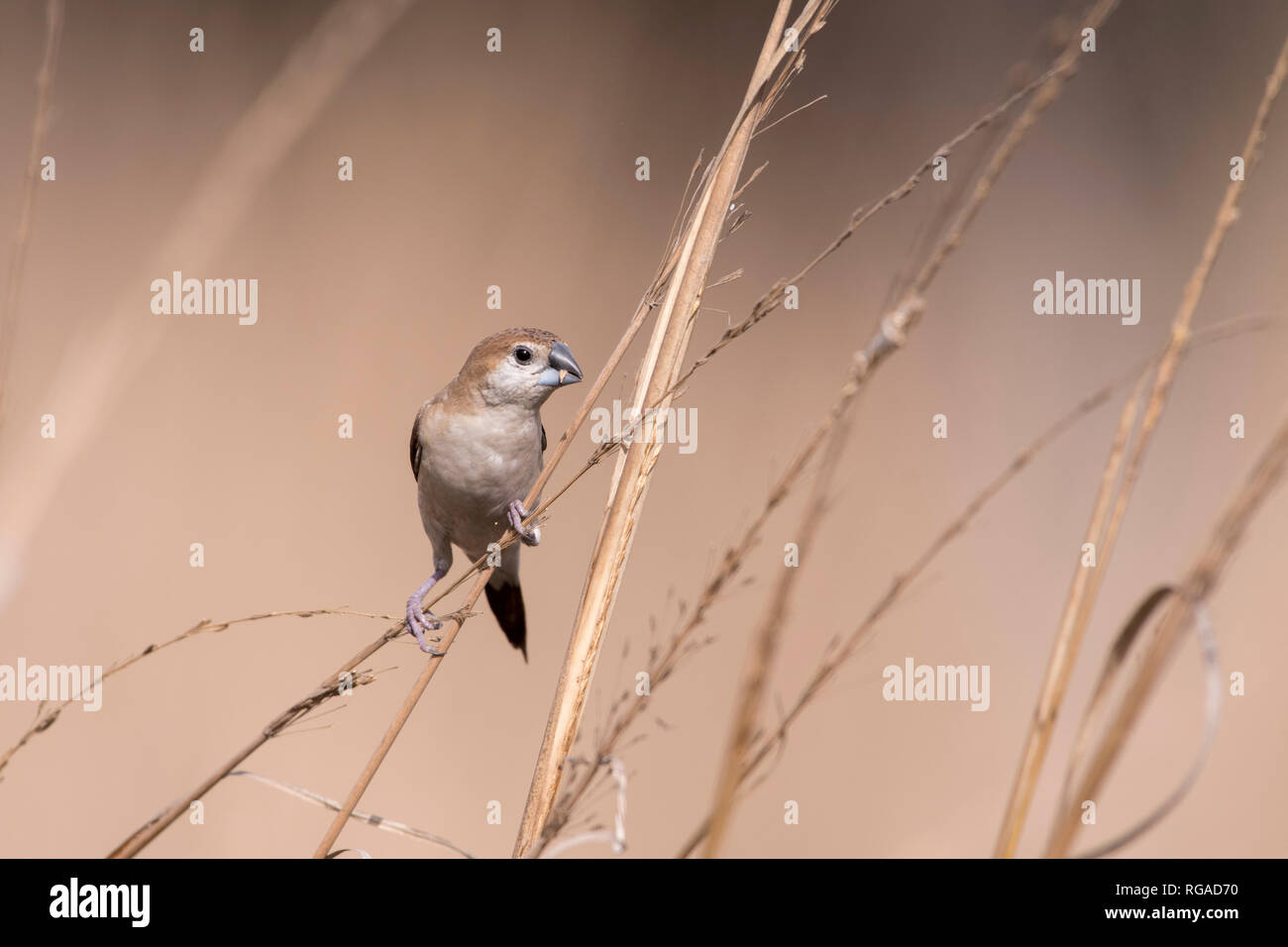 Silver Zebra Finch