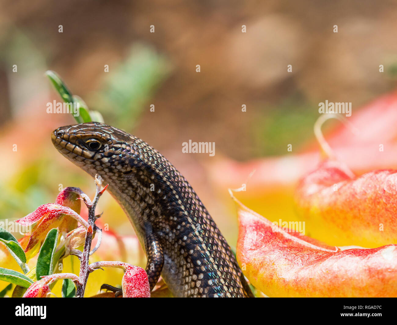 Sundevalls Writhing Skink, Lygosoma sundevalli, on the red ftowers ...