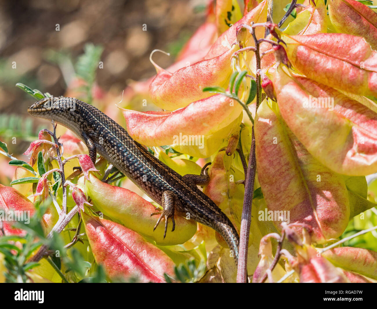 Sundevalls Writhing Skink, Lygosoma sundevalli, on the red ftowers ...