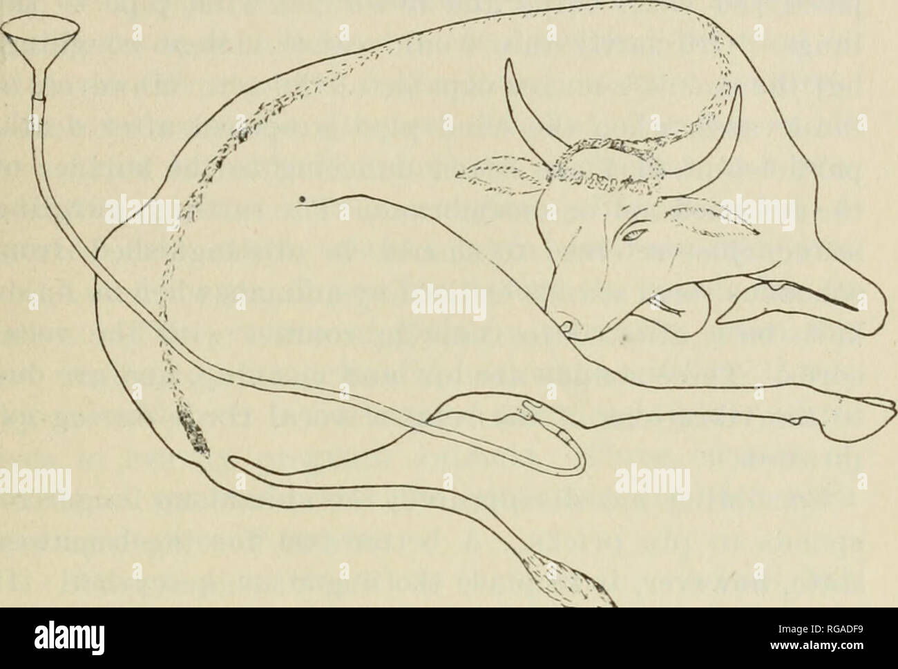 Rumen cow hi-res stock photography and images - Alamy