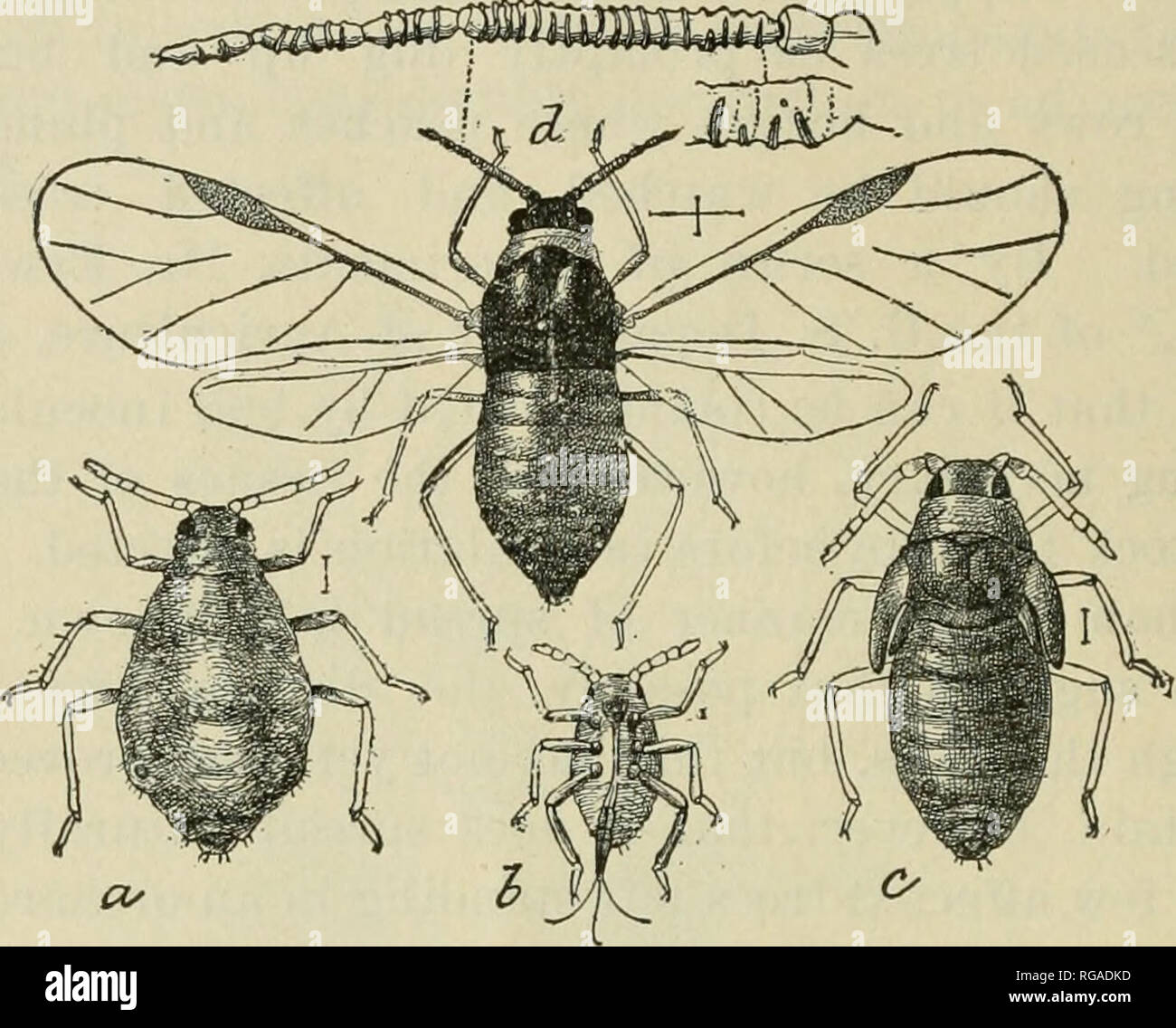 Woolly fig tree hi-res stock photography and images - Alamy