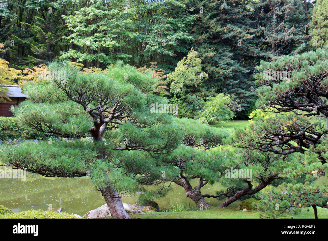 Sprawling Pine Trees in front of a pond and a Japanese Tea House in ...