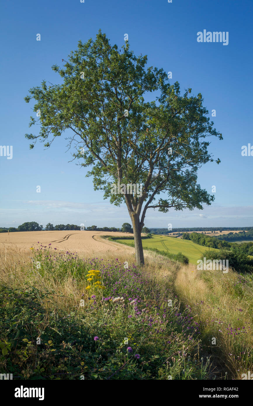 The thames valley and chilterns hi-res stock photography and images - Alamy