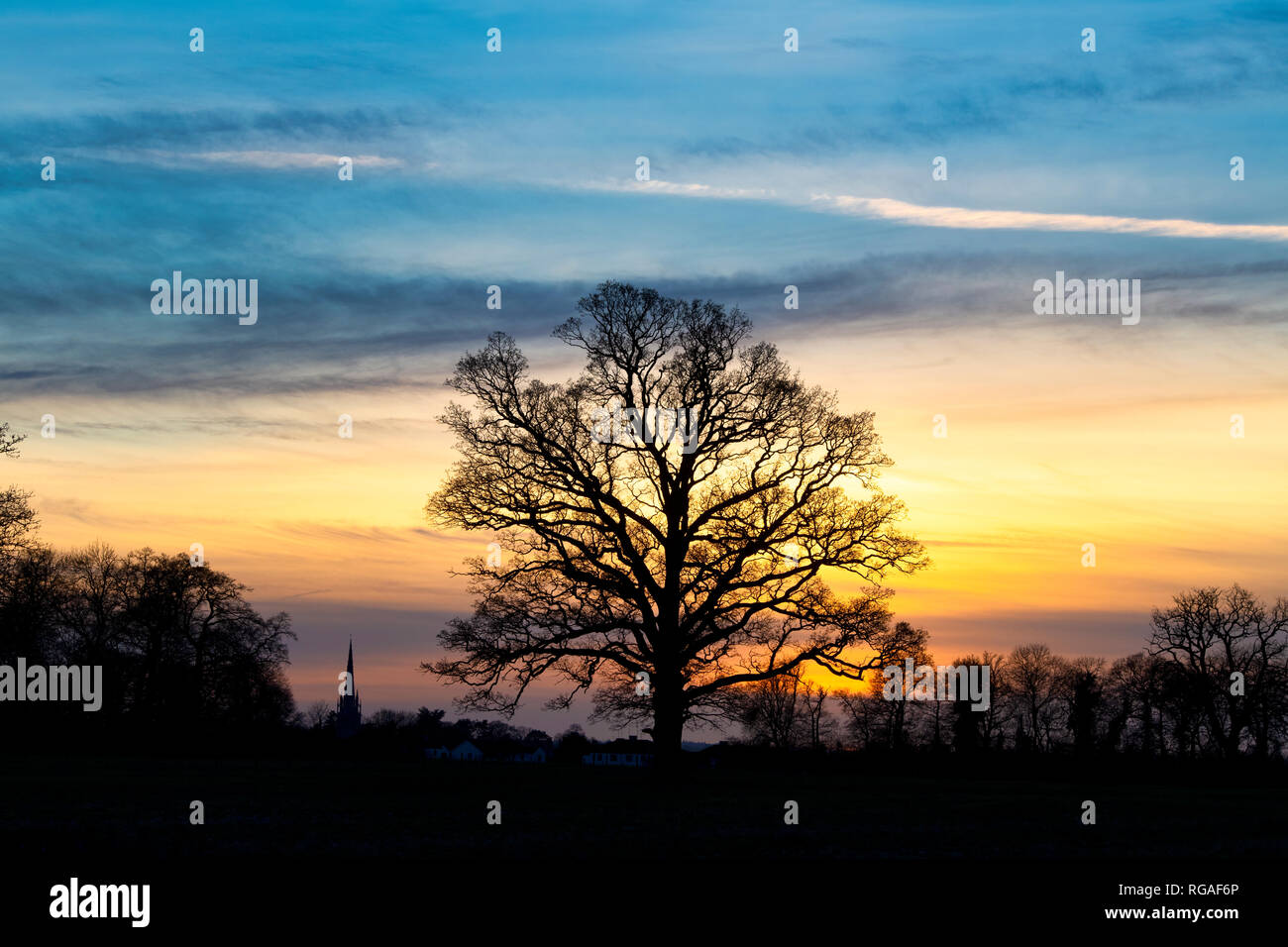 Quercus robur. Winter sunset oak tree in the english countryside. Kings ...