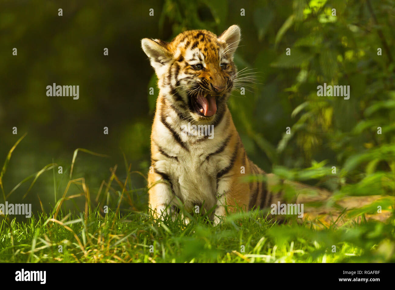 Amur/Siberian Tiger Cub (Panthera Tigris Altaica) Sitting Down Flehmen ...