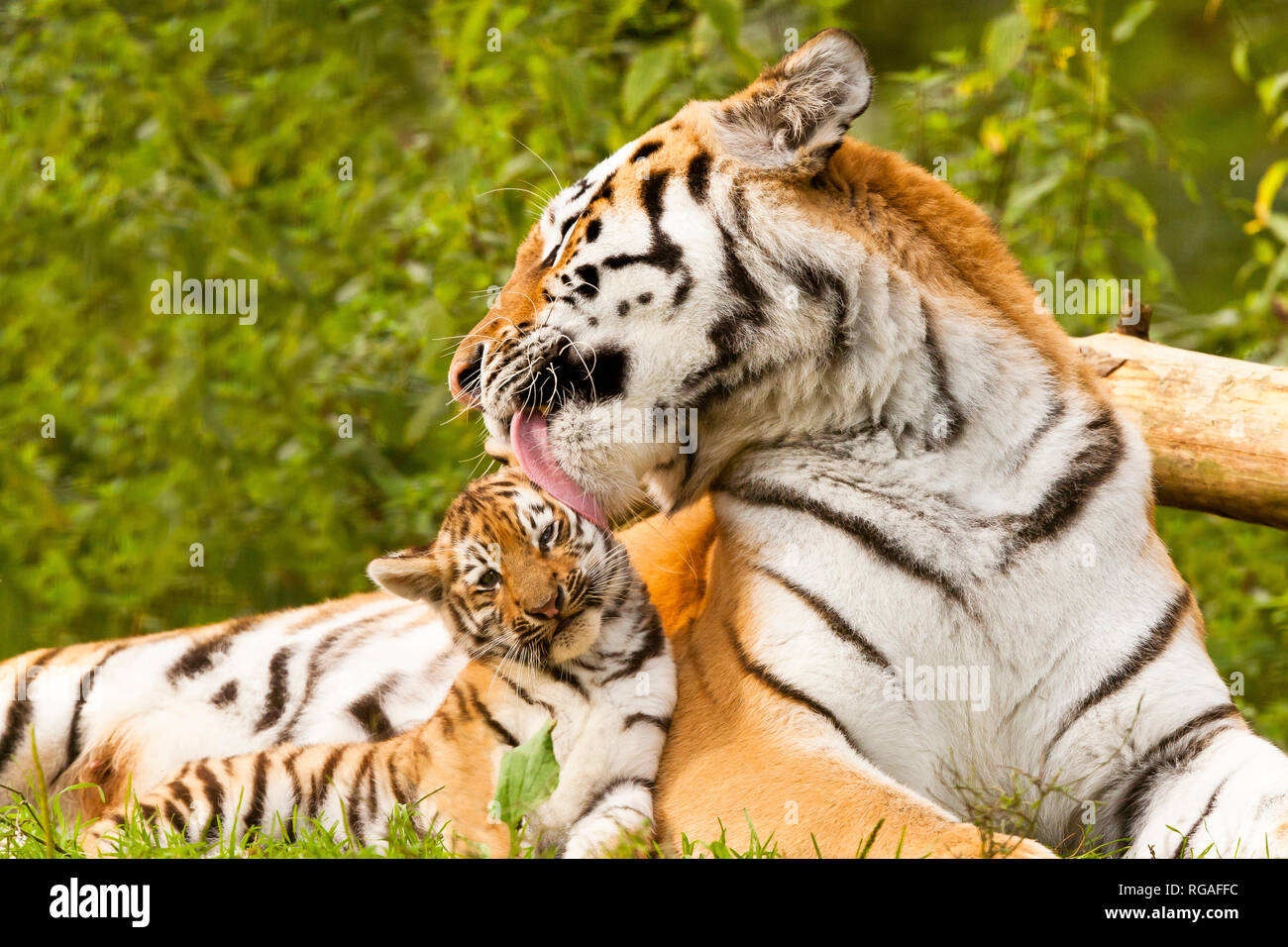Amur/Siberian Tiger Cub (Panthera Tigris Altaica) Mother Cleaning Cub ...