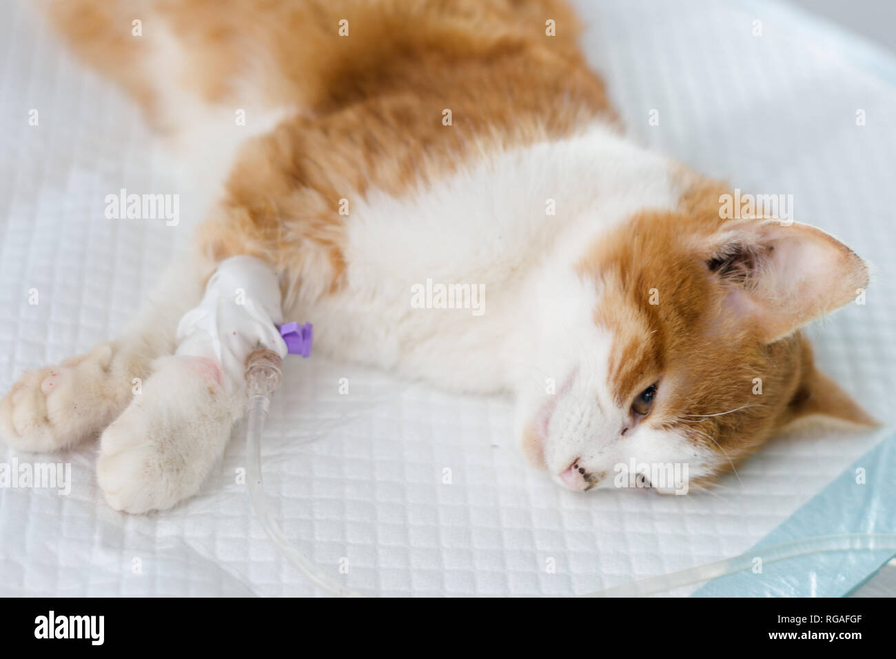 Iv infection hi-res stock photography and images - Alamy
