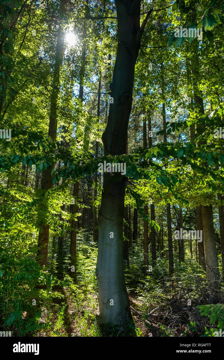 Beech tree photos hi-res stock photography and images - Alamy