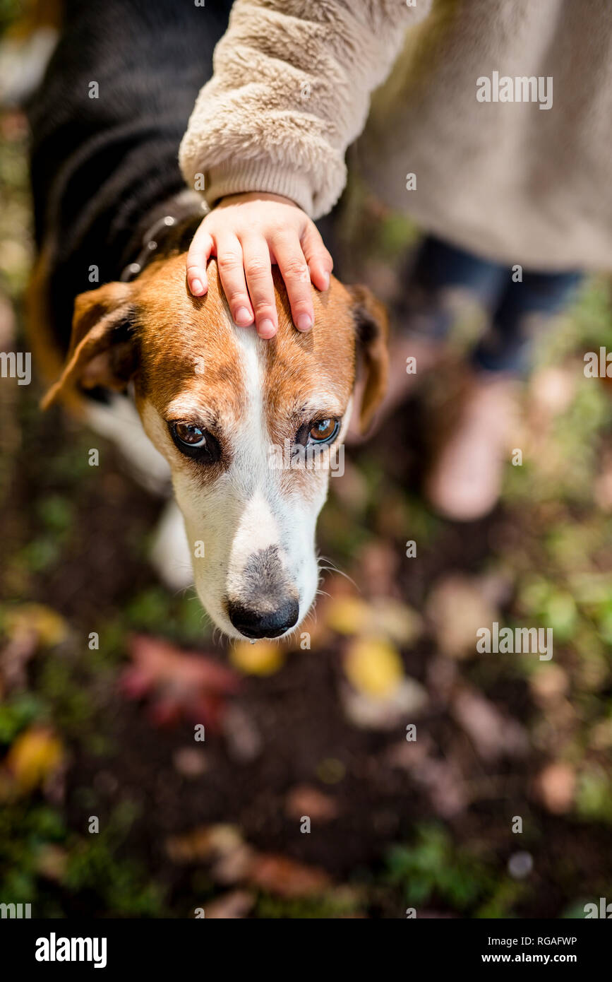 Little girl's hand on dog's head in autumnal garden Stock Photo - Alamy