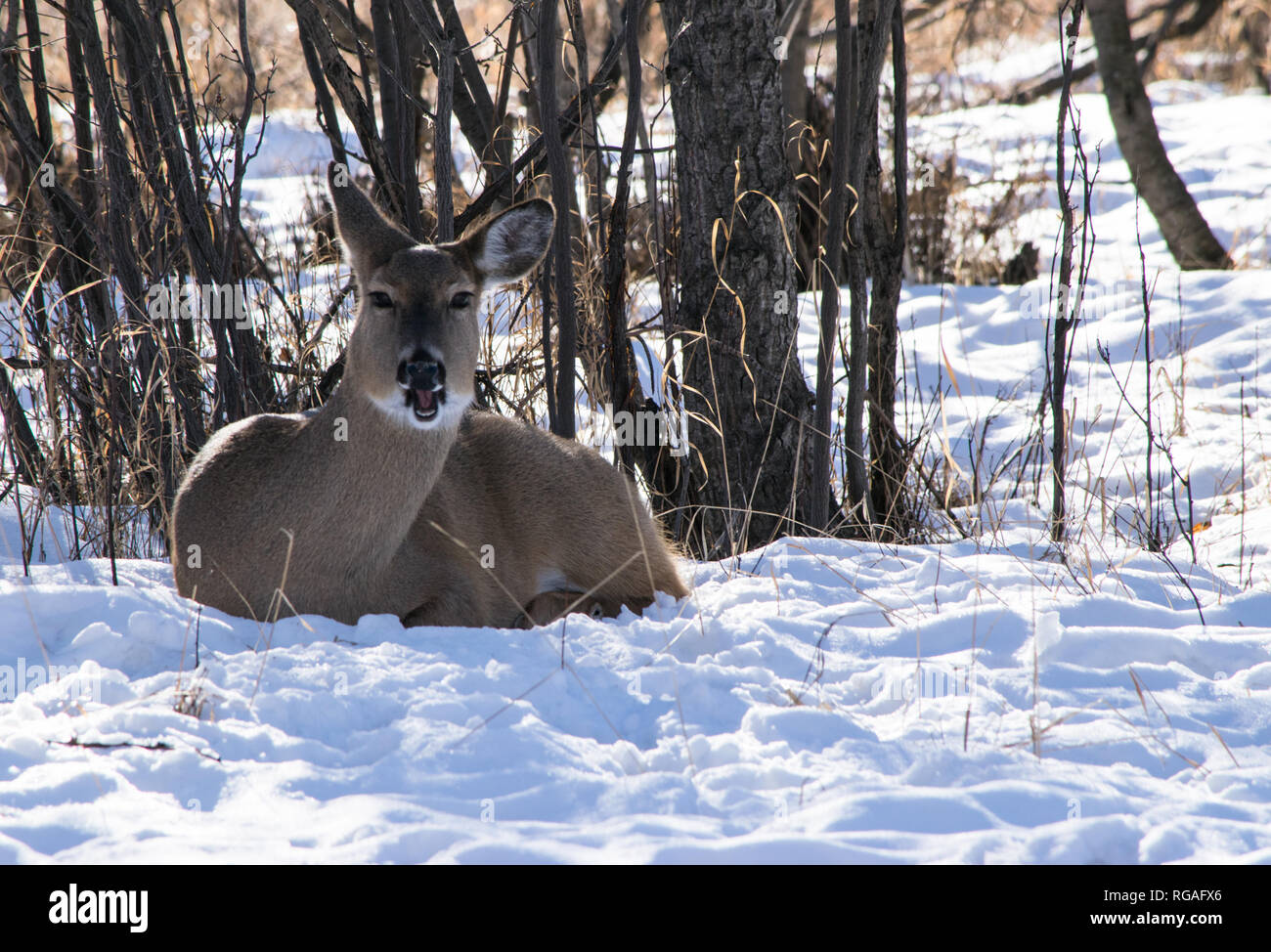 white tailed deer enjoying a sunny day in Calgary's urban parks Stock ...