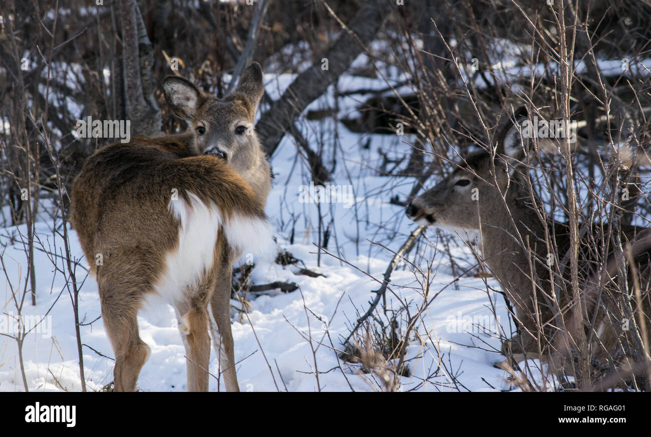 white tailed deer enjoying a sunny day in Calgary's urban parks Stock ...