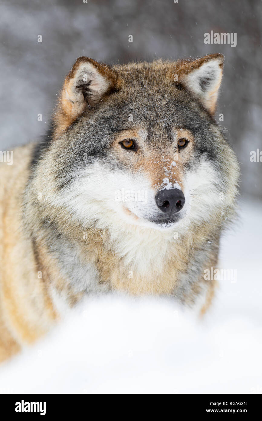 Paw stand dog hi-res stock photography and images - Alamy