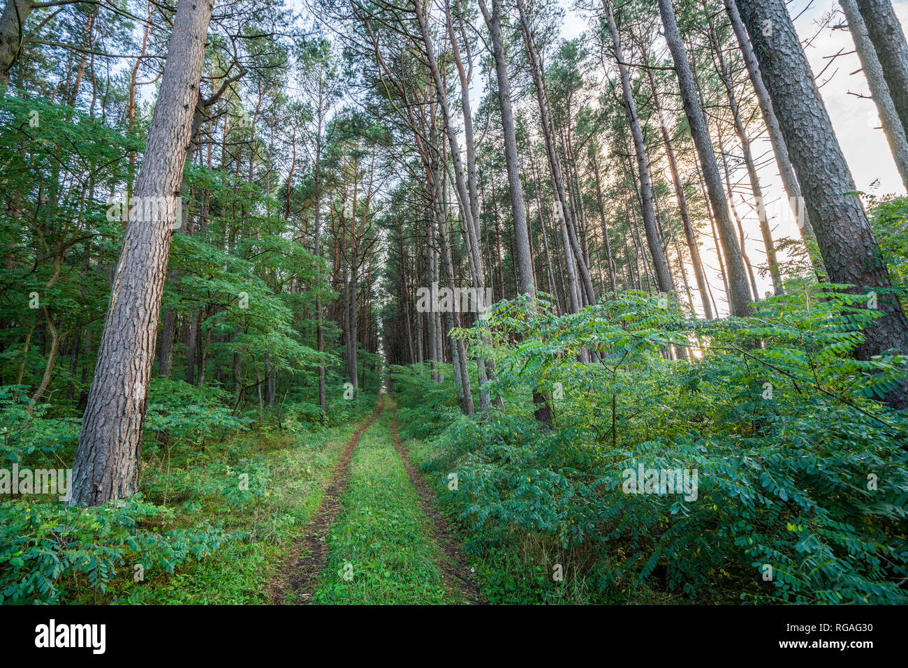 Forest in latvia hi-res stock photography and images - Alamy