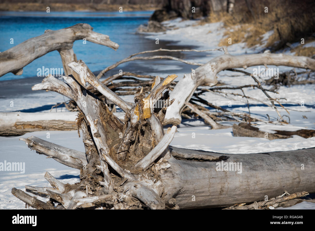 The soul of a tree is not lost once it falls; it becomes natures art ...