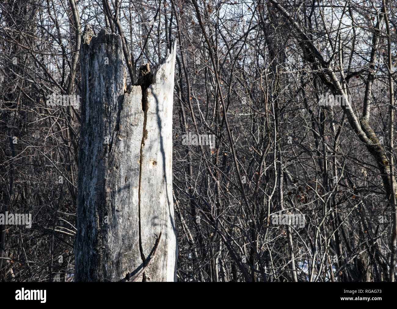 The soul of a tree is not lost once it falls; it becomes natures art ...