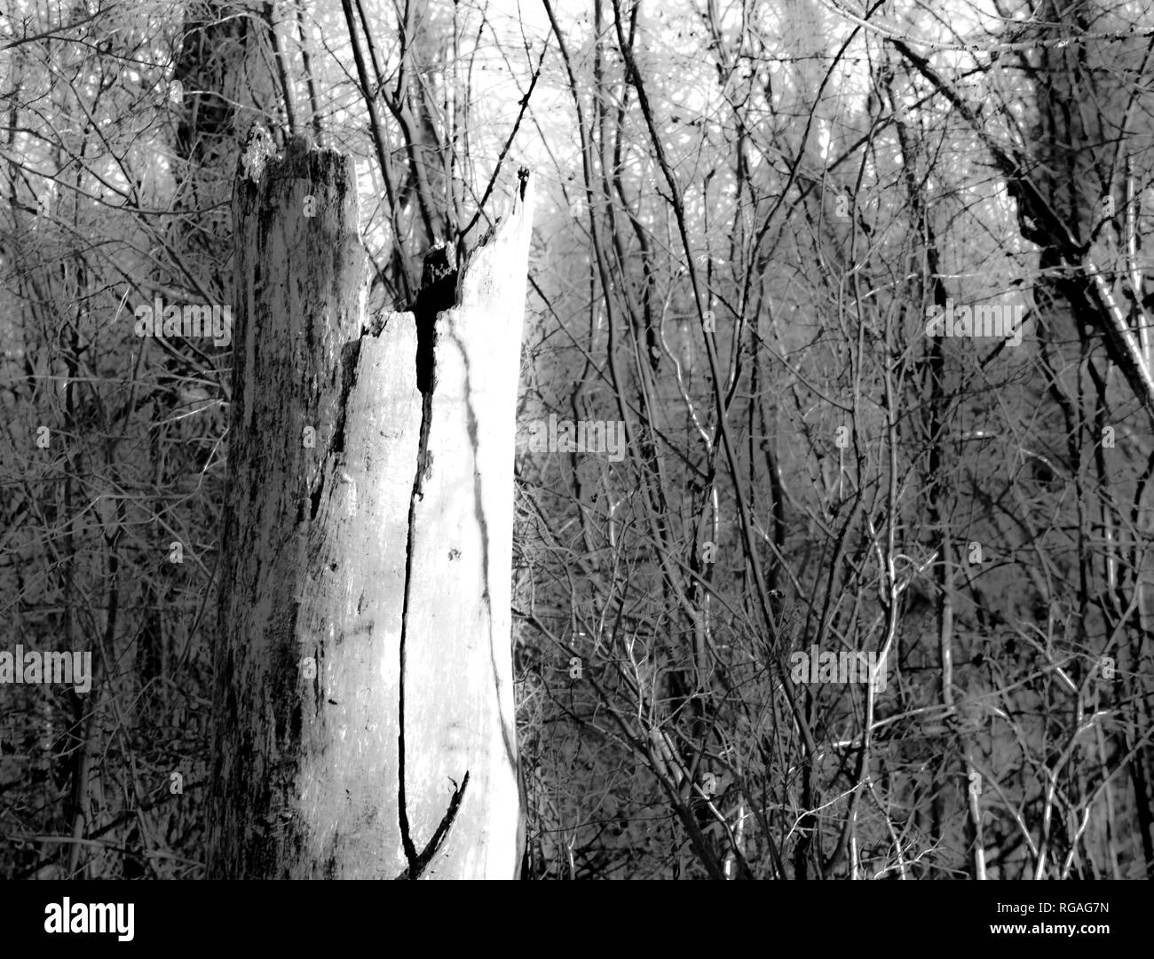 The soul of a tree is not lost once it falls; it becomes natures art ...